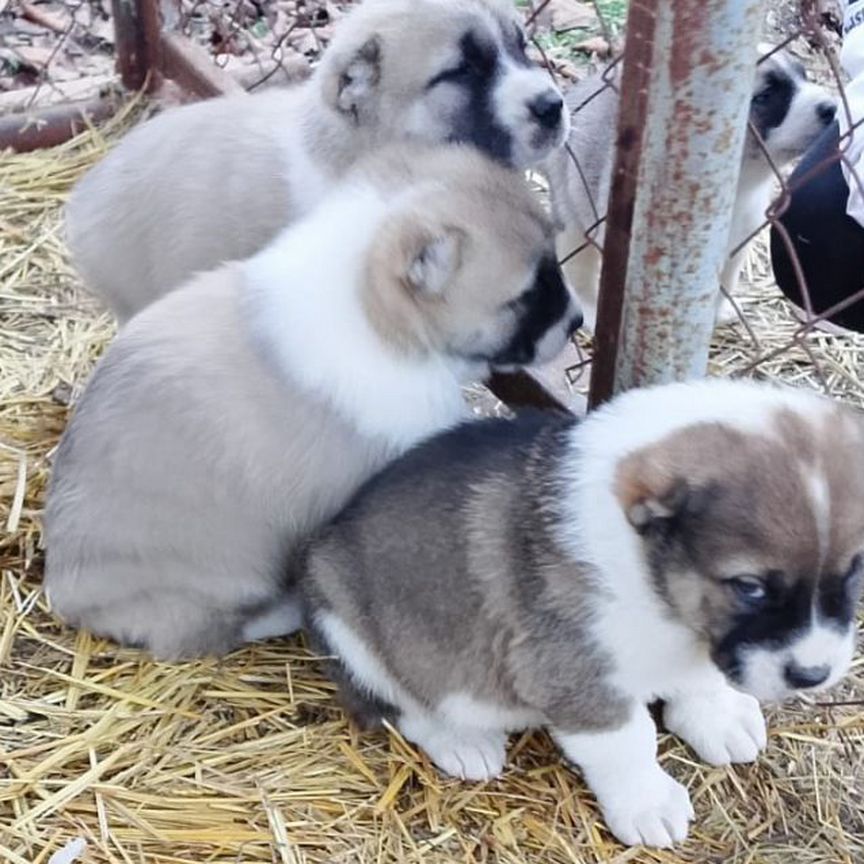 Щенки среднеазиатской овчарки