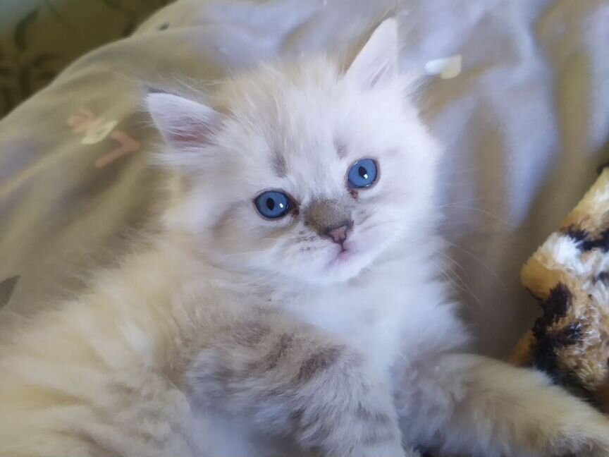 Невская маскарадная