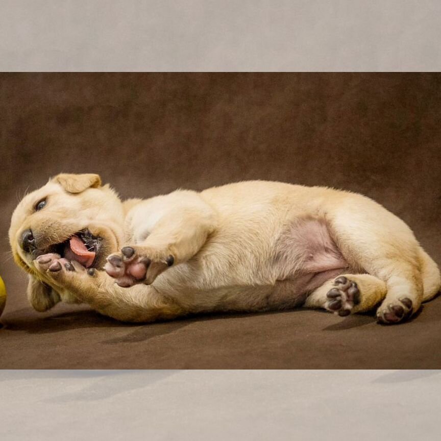 Лабрадор-ретривер, щенок