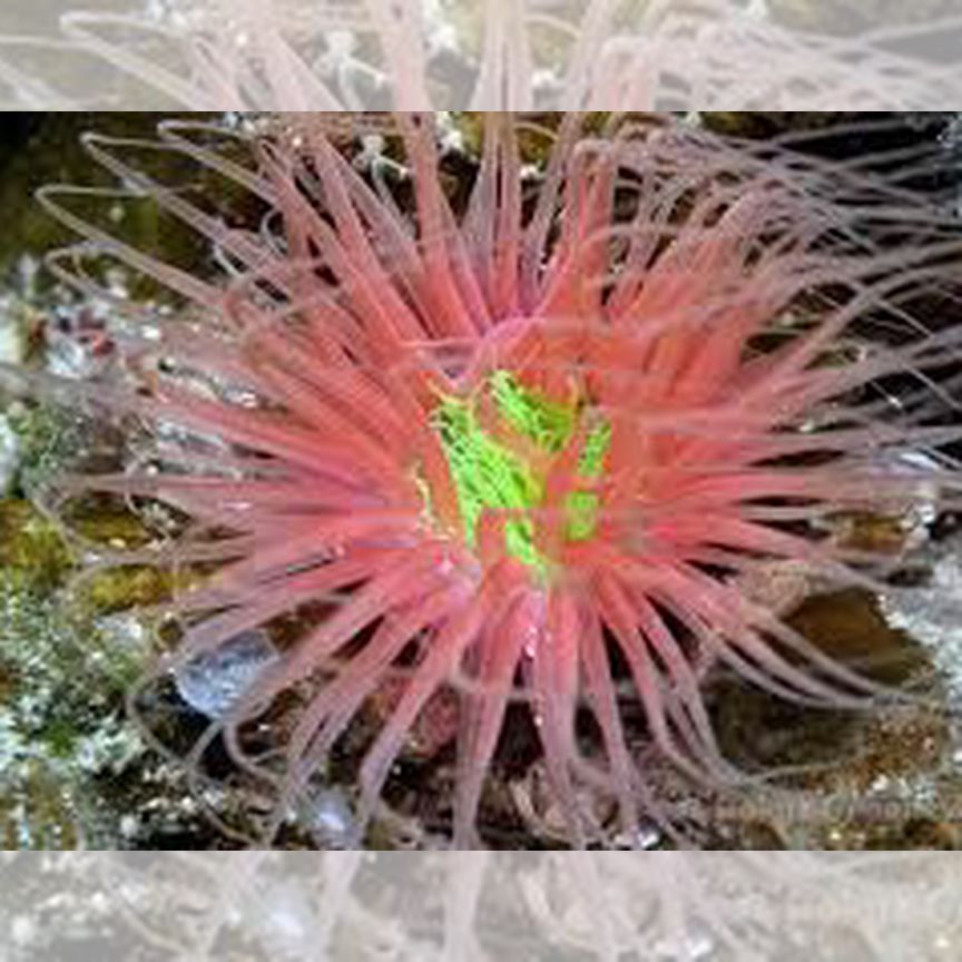 Продам цериантус