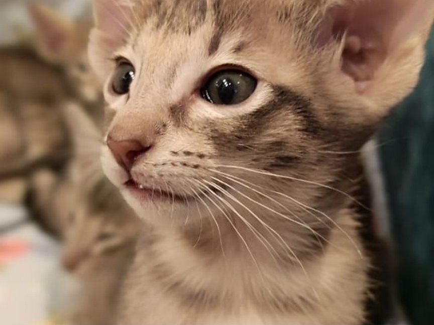 Ориентальные котята