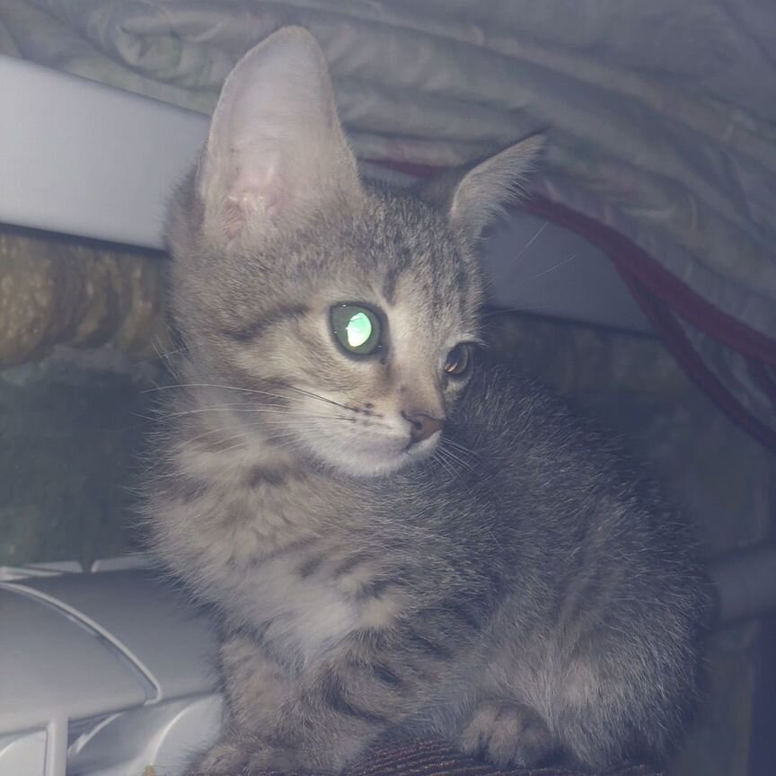 Котята даром
