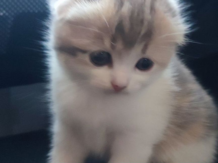 Шотландские вислоухие котята