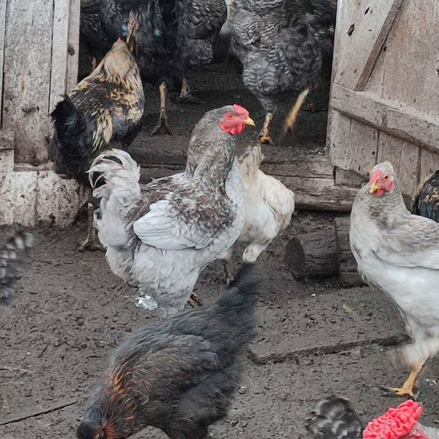 Молодые петушки