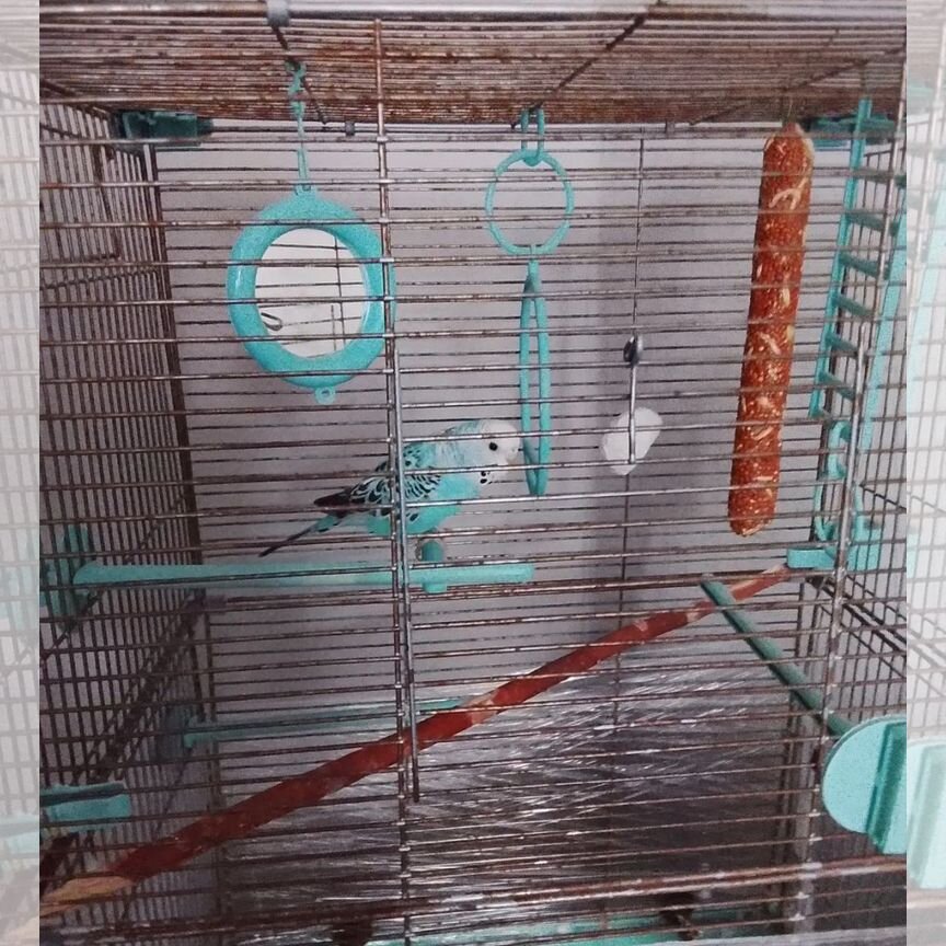 Волнистый попугай