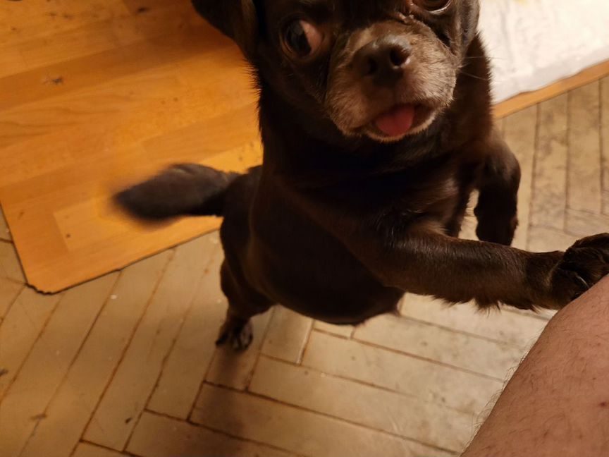 Собака в добрые руки отдам бесплатно