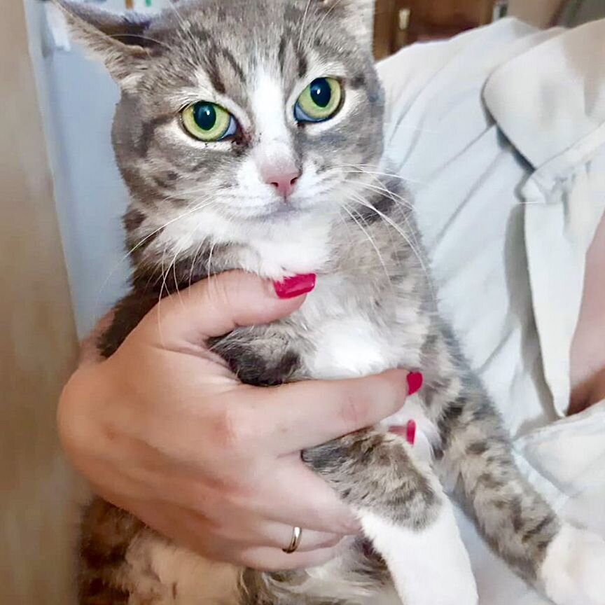 Кошечка в добрые руки