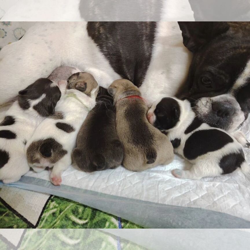 Французский бульдог, щенок