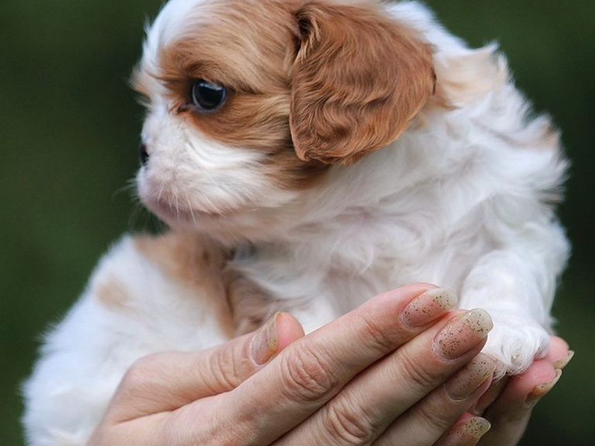 Кавалер кинг чарльз спаниель