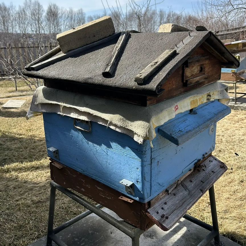 Продам семью пчел в улье