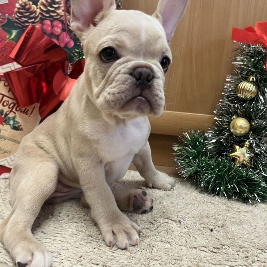 Французский бульдог