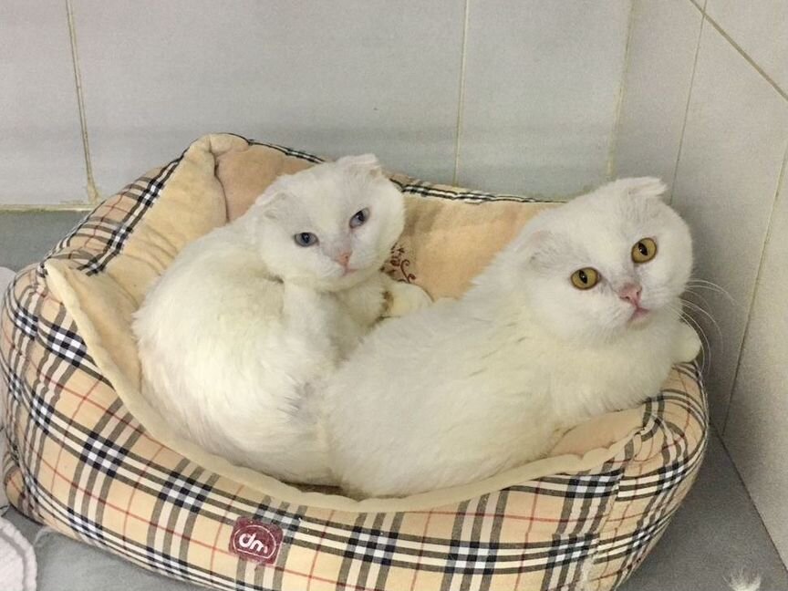 Шотландские белые котики. Бесплатно