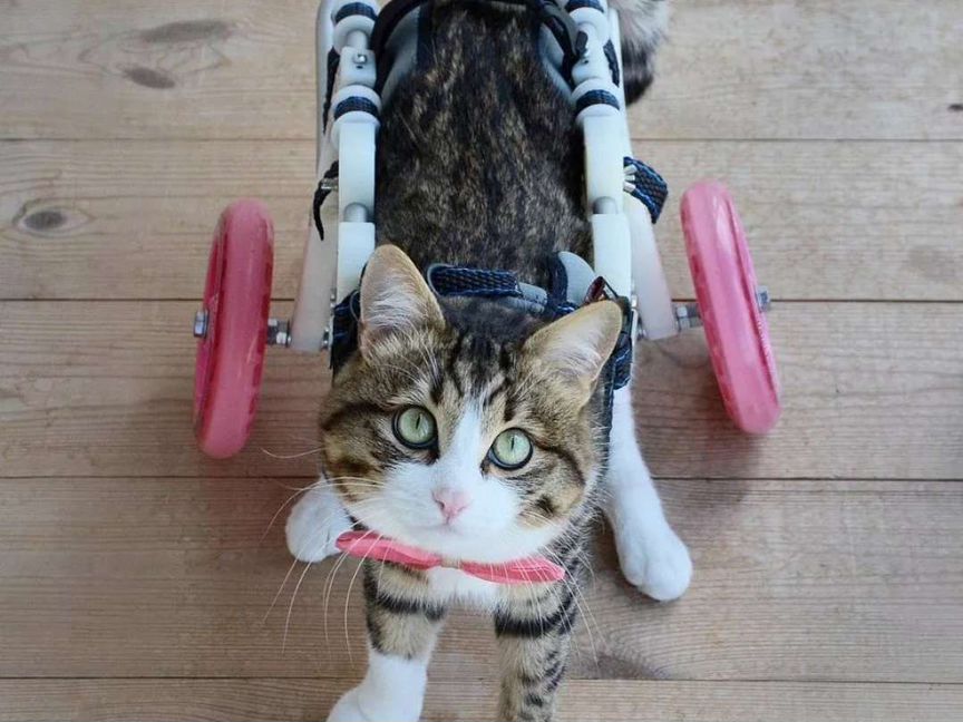 Котики инвалиды из приюта в добрые руки, в дар