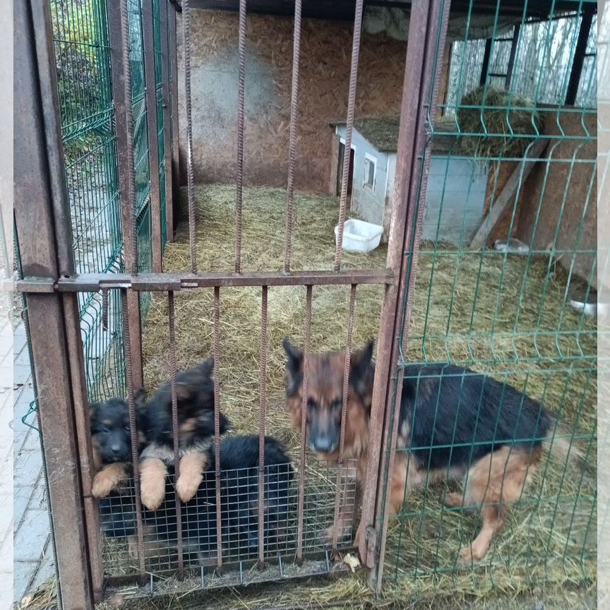 Немецкая овчарка, щенок