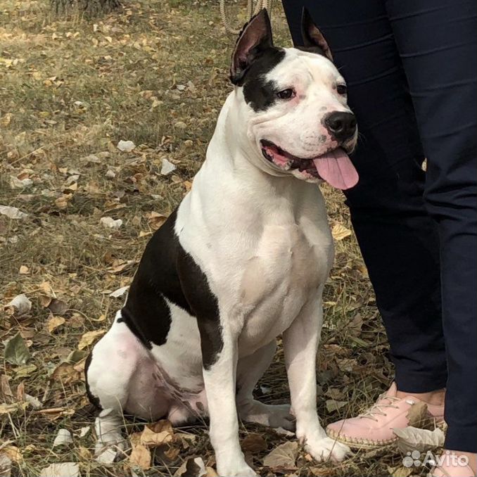 Американский стафордширский терьер вязка