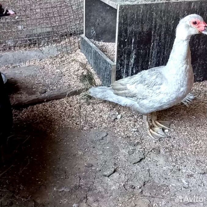 Индоутки, мускусные утки