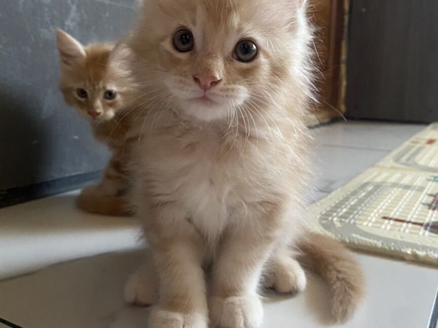 Котята мейн-кун