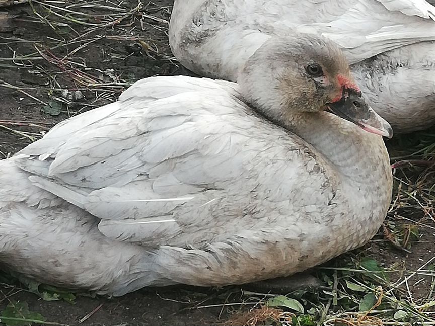 Селезень индоутки(тяжёлая линия) лаванда