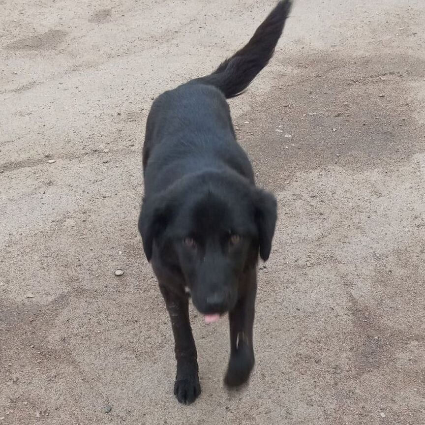 Лабрадор-ретривер, щенок