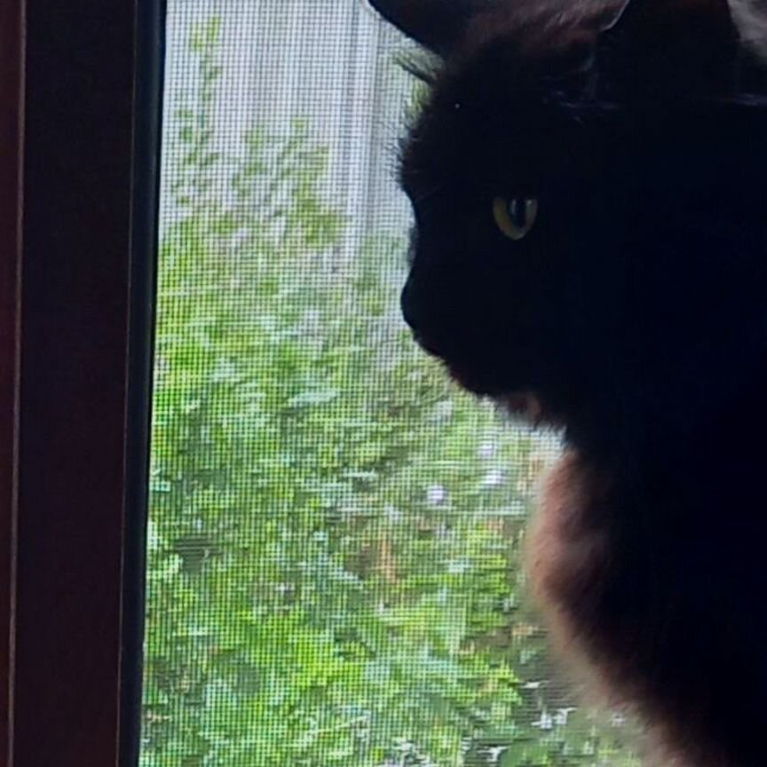 Кошка 11 лет