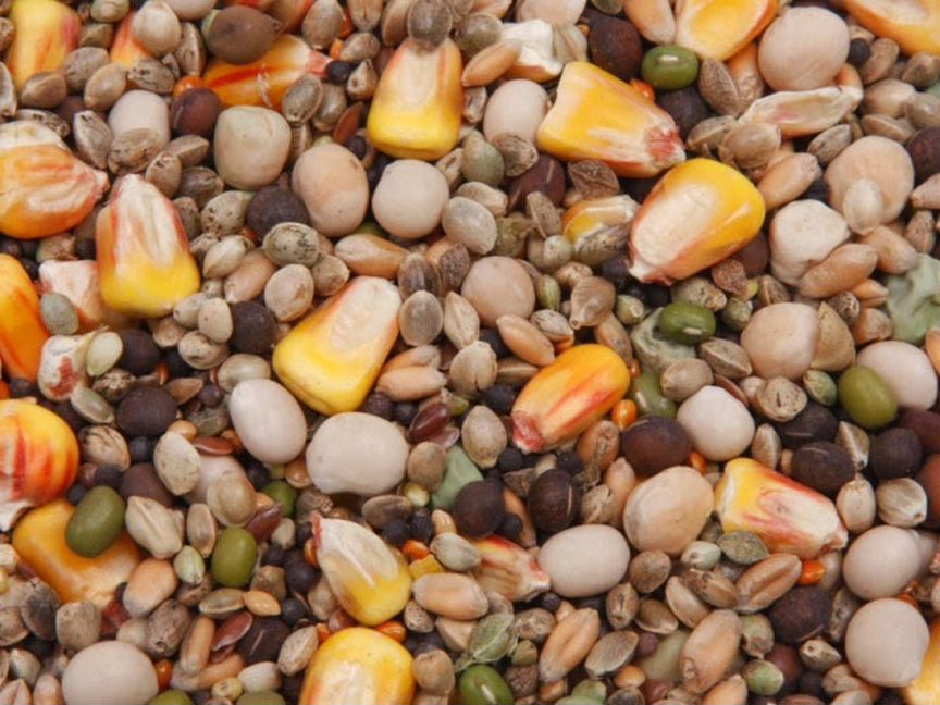 Зерносмесь для голубей