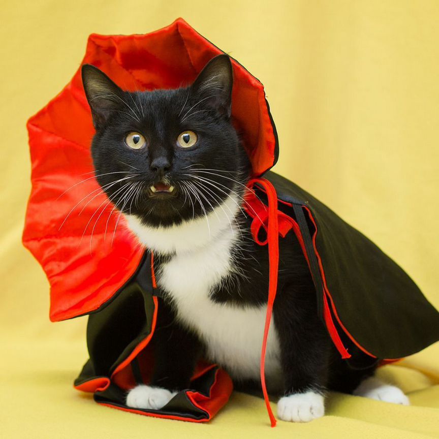 Черный котик в добрые руки