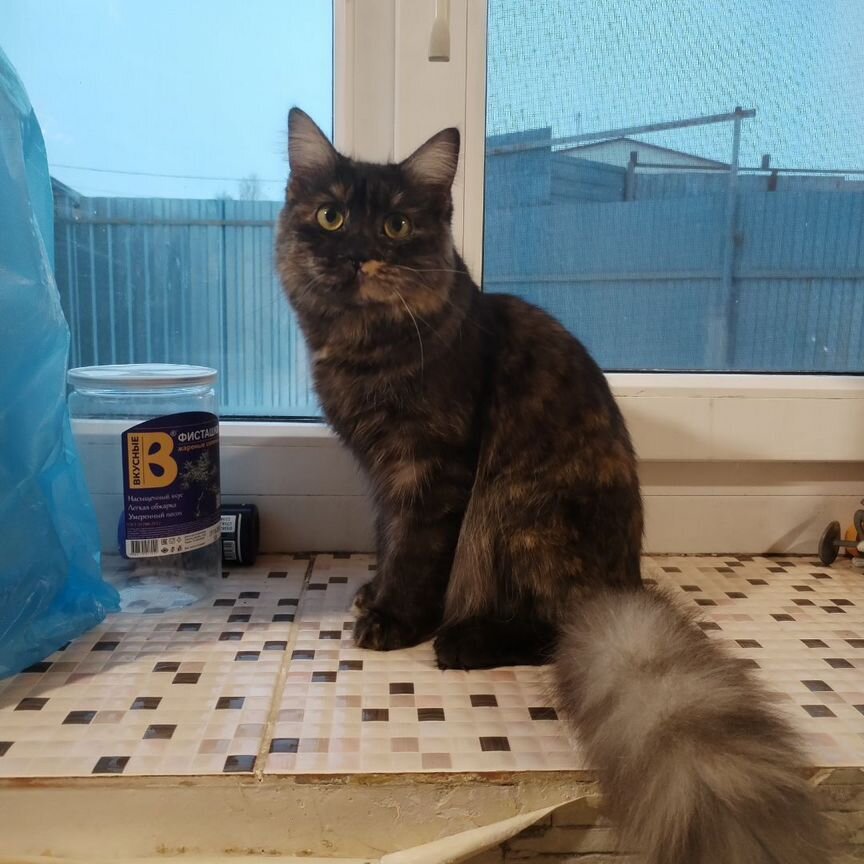 Кошка в добрые руки