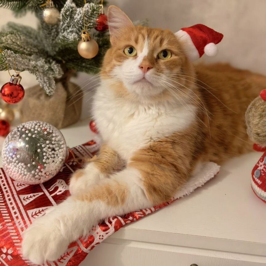 Взрослая кошка в добрые руки