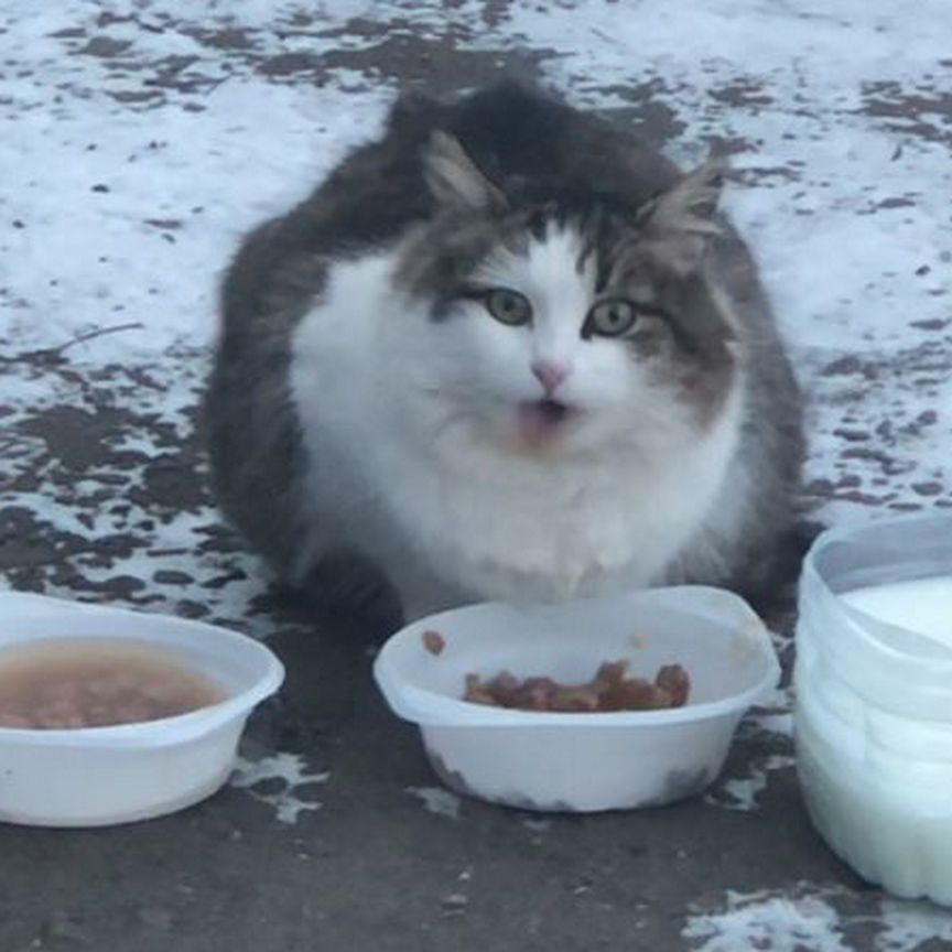 Взрослая, кошка в добрые руки