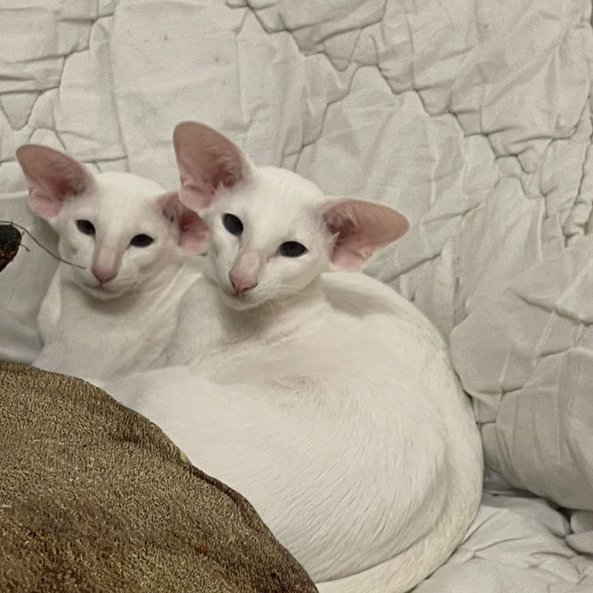 Красавица котенка