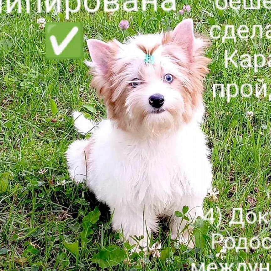 Бивер-йоркширский терьер, щенок