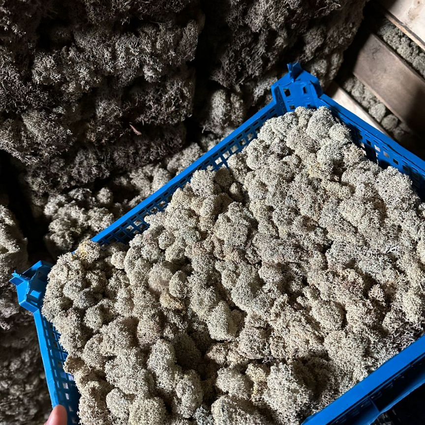 Мох ягель кормовой