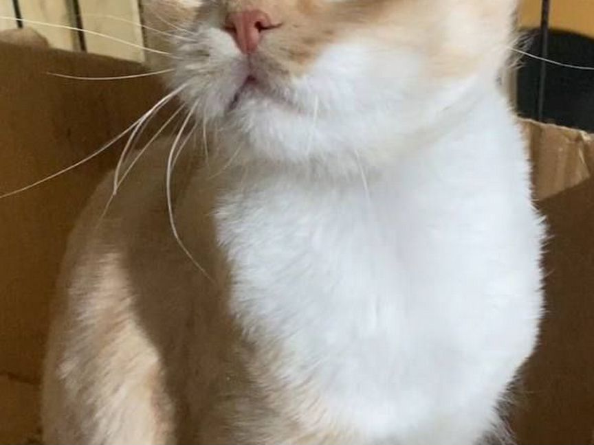 Котята мальчики