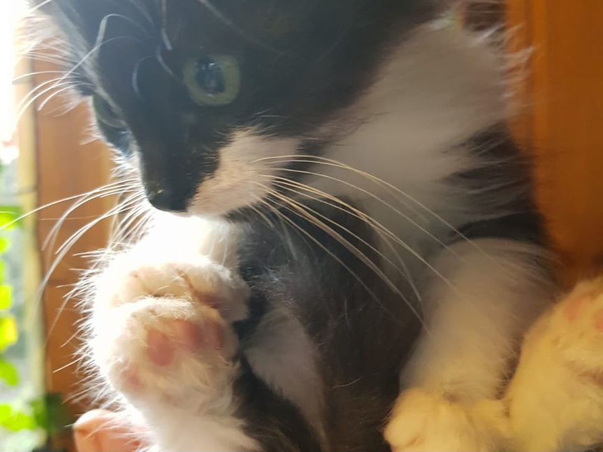 Полупушистый котёнок в маске Зорро