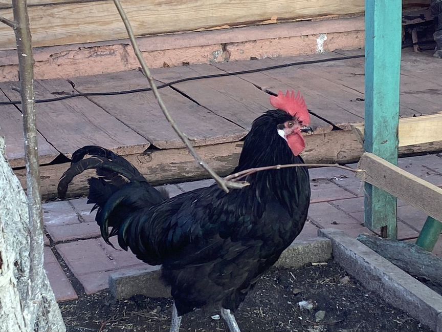 Молодые петушки