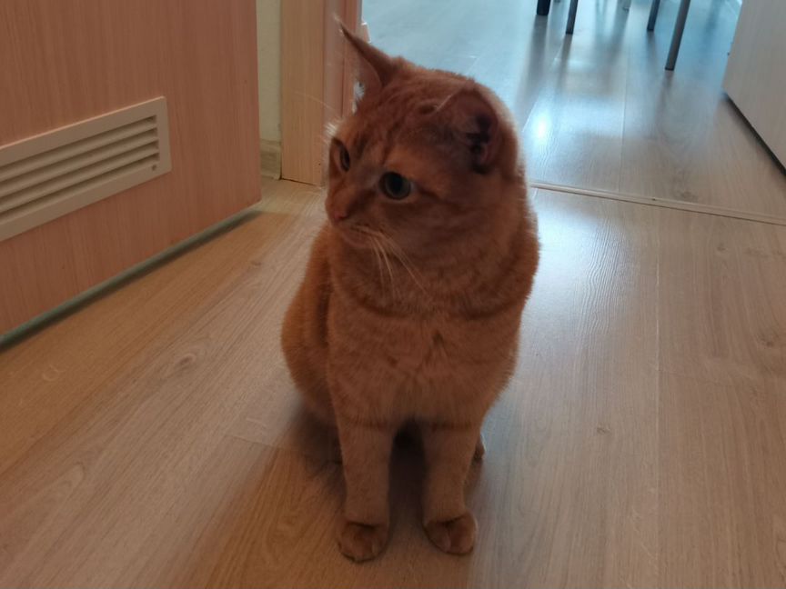 Отдам бесплатно кота-крысолова