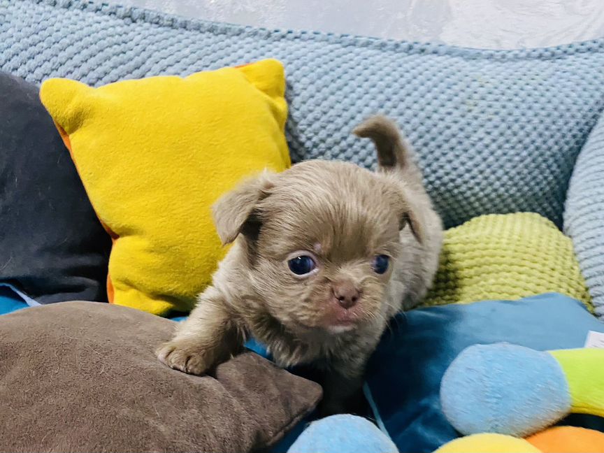 Совершенство лиловое