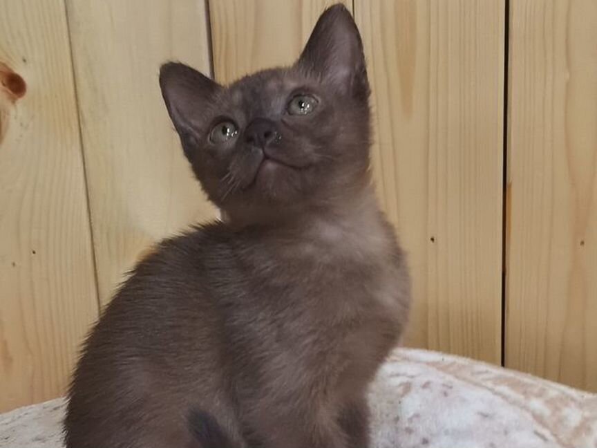 Чудо Бурманские