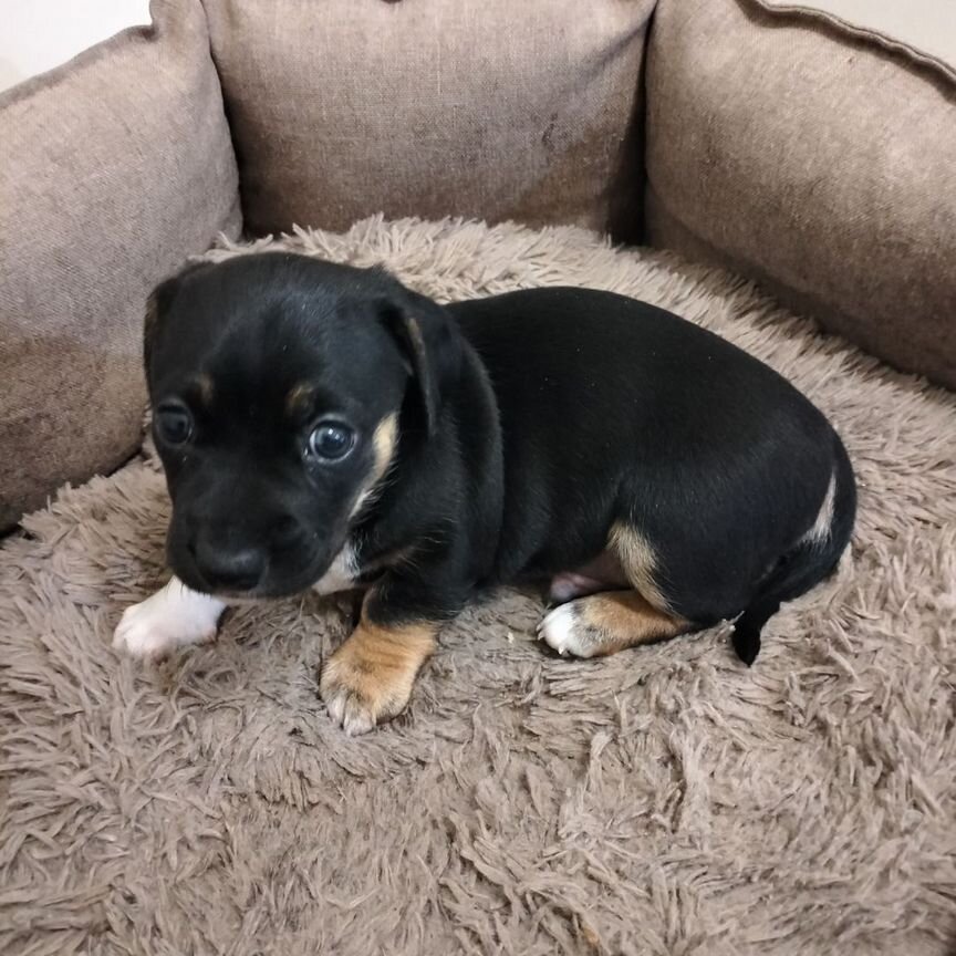 Щенки Таксы и Джек-рассела