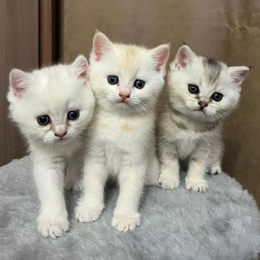 Британские котятки