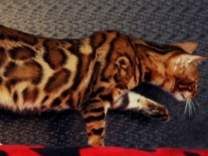 Кошка от Канадца