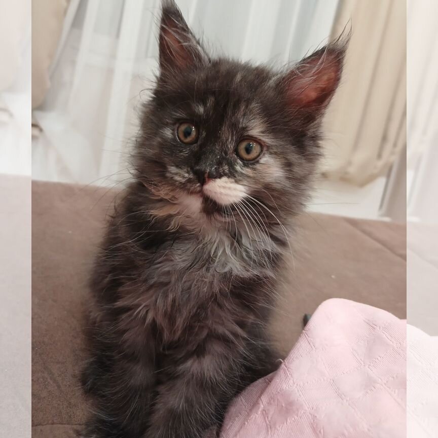 Мейн-кун котёнок