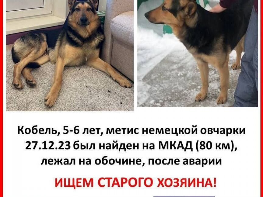 Найдена собака овчарка