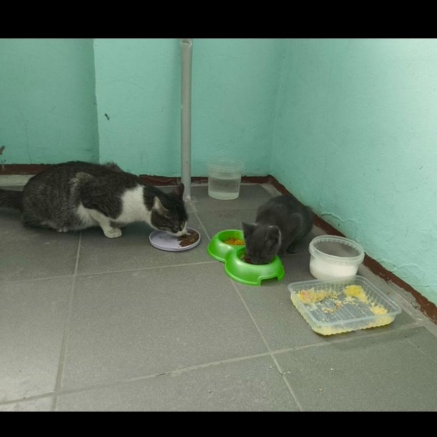 Кошка с котёнком в подъезде