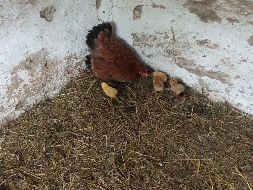 Курицы несушки