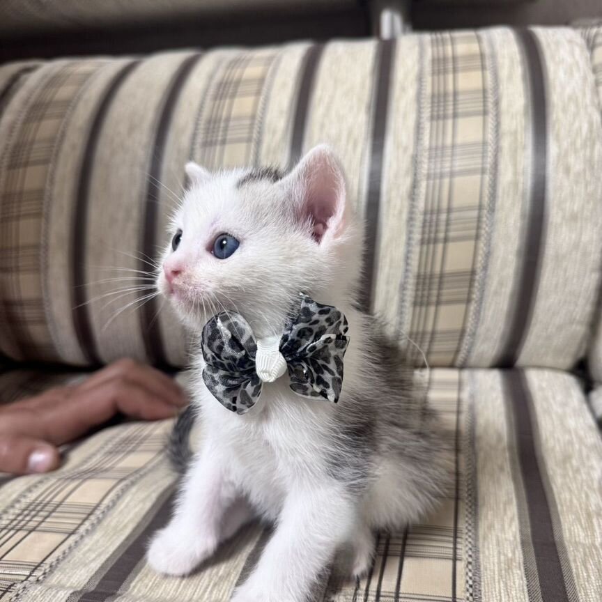 Котенок в добрые руки