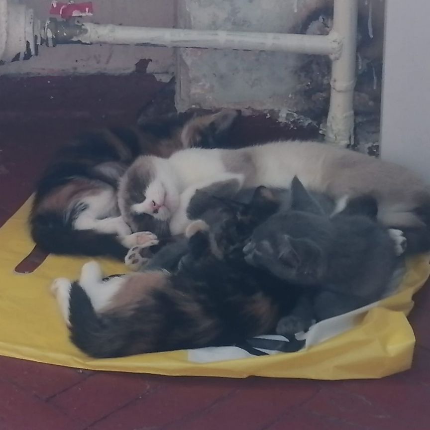 Котята в добрые руки