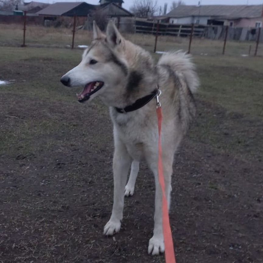 Пёс Грей бесплатно