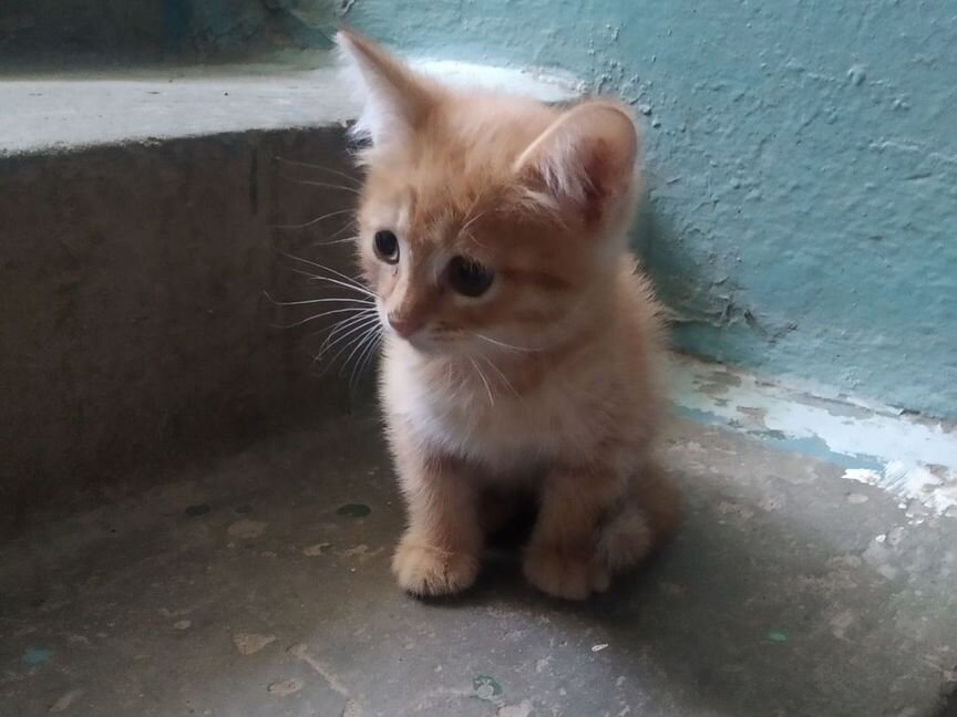 Маленькое рыжое чудо (кошка)