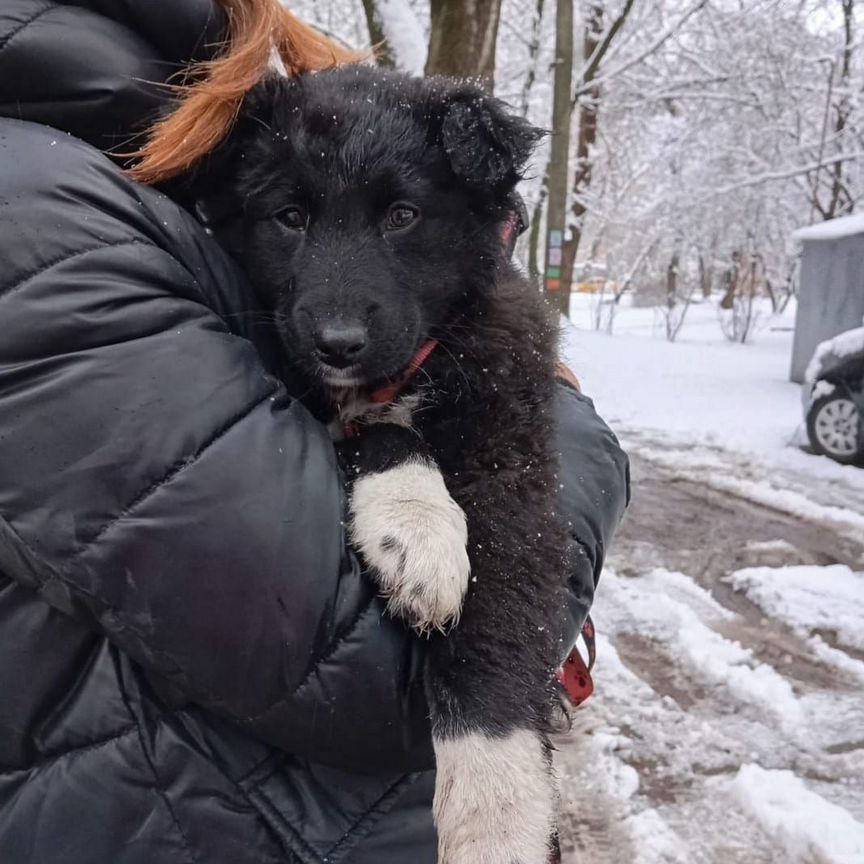 Радость в дом